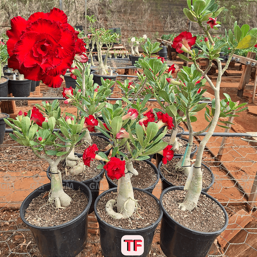 Rosa do Deserto - Enxerto Adulto TF - 0425 – Gm Rosa Do Deserto