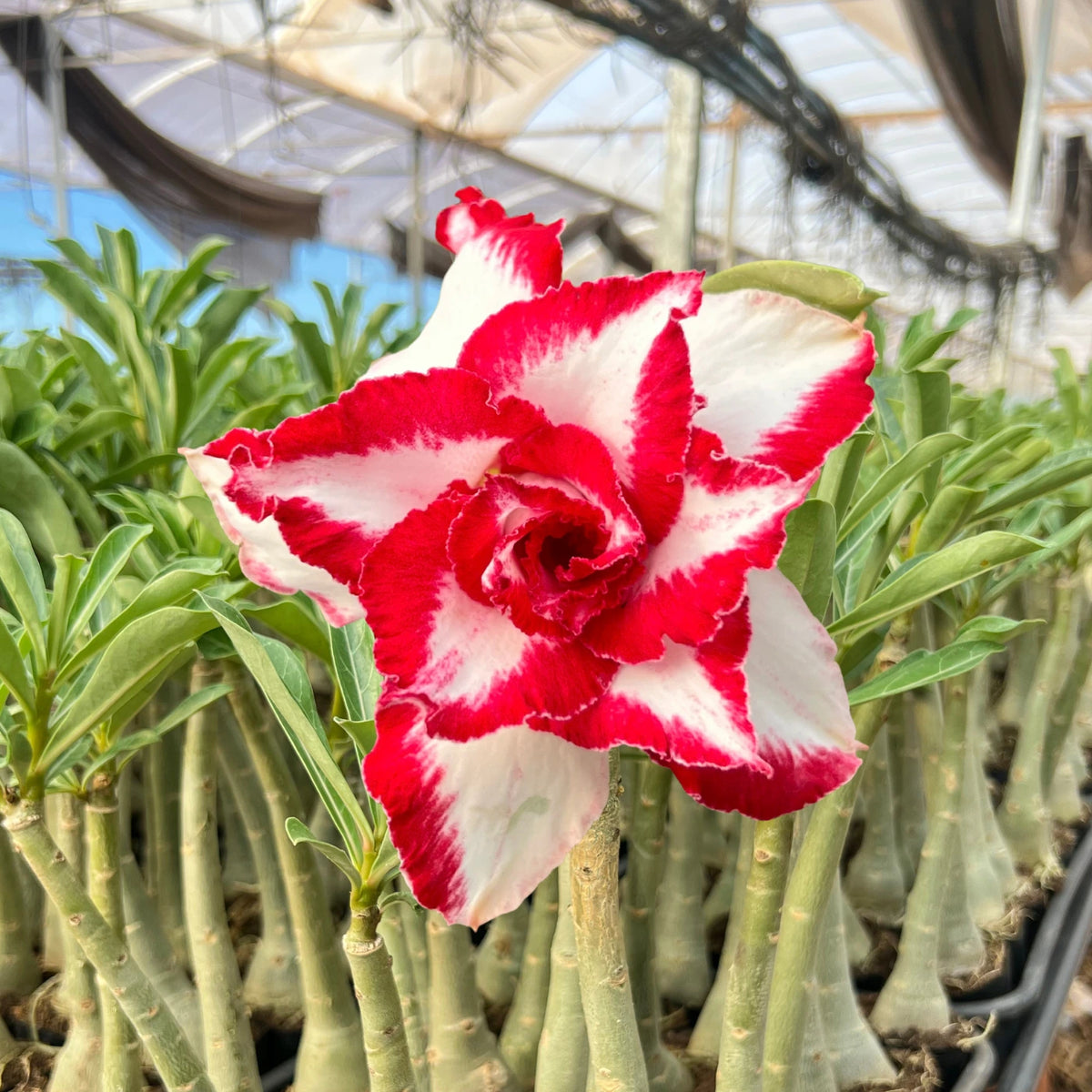 Rosa do Deserto - FERRARI: Beleza Exótica em Casa – Gm Rosa Do Deserto