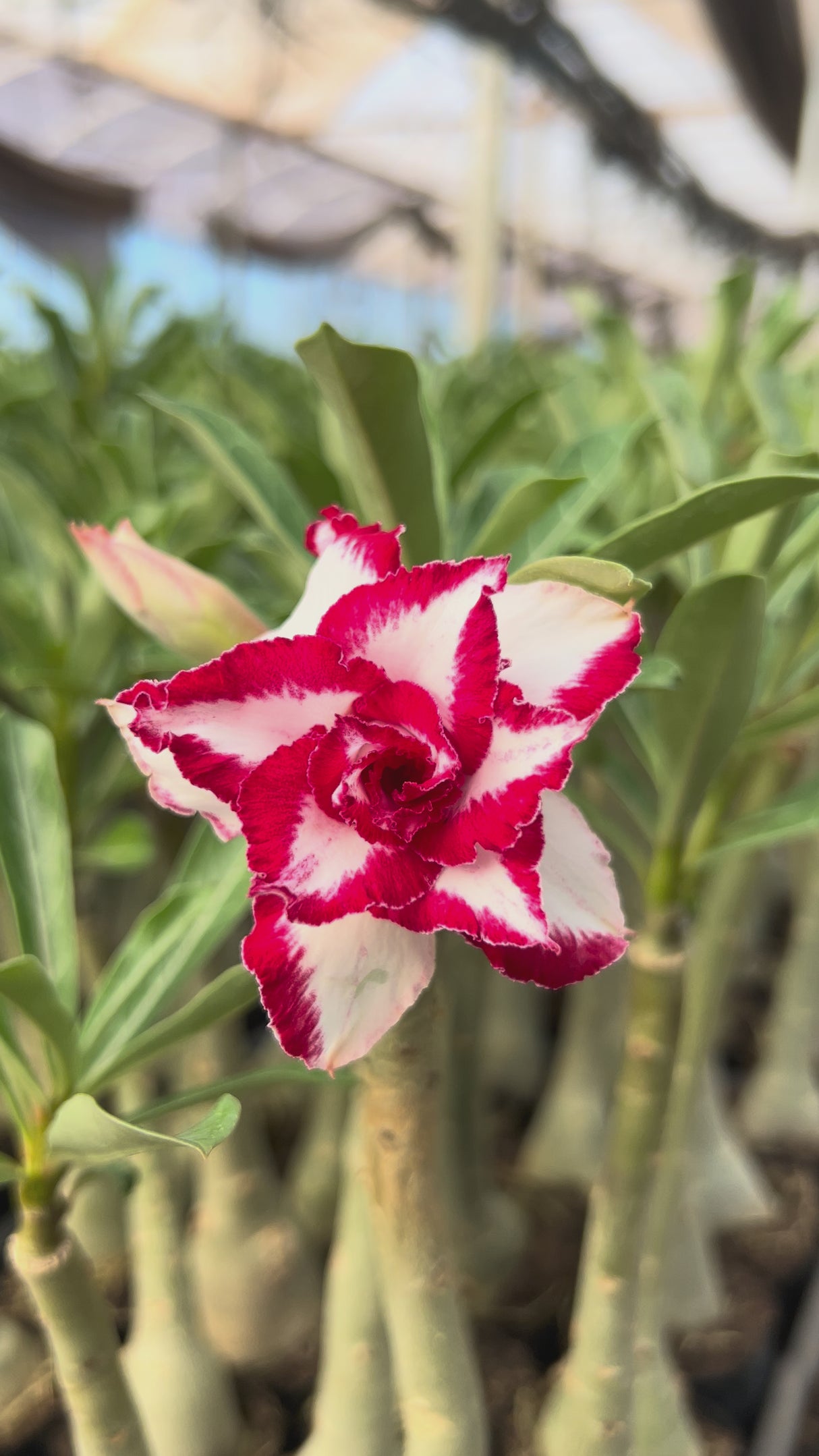 Rosa do Deserto - FERRARI: Beleza Exótica em Casa – Gm Rosa Do Deserto