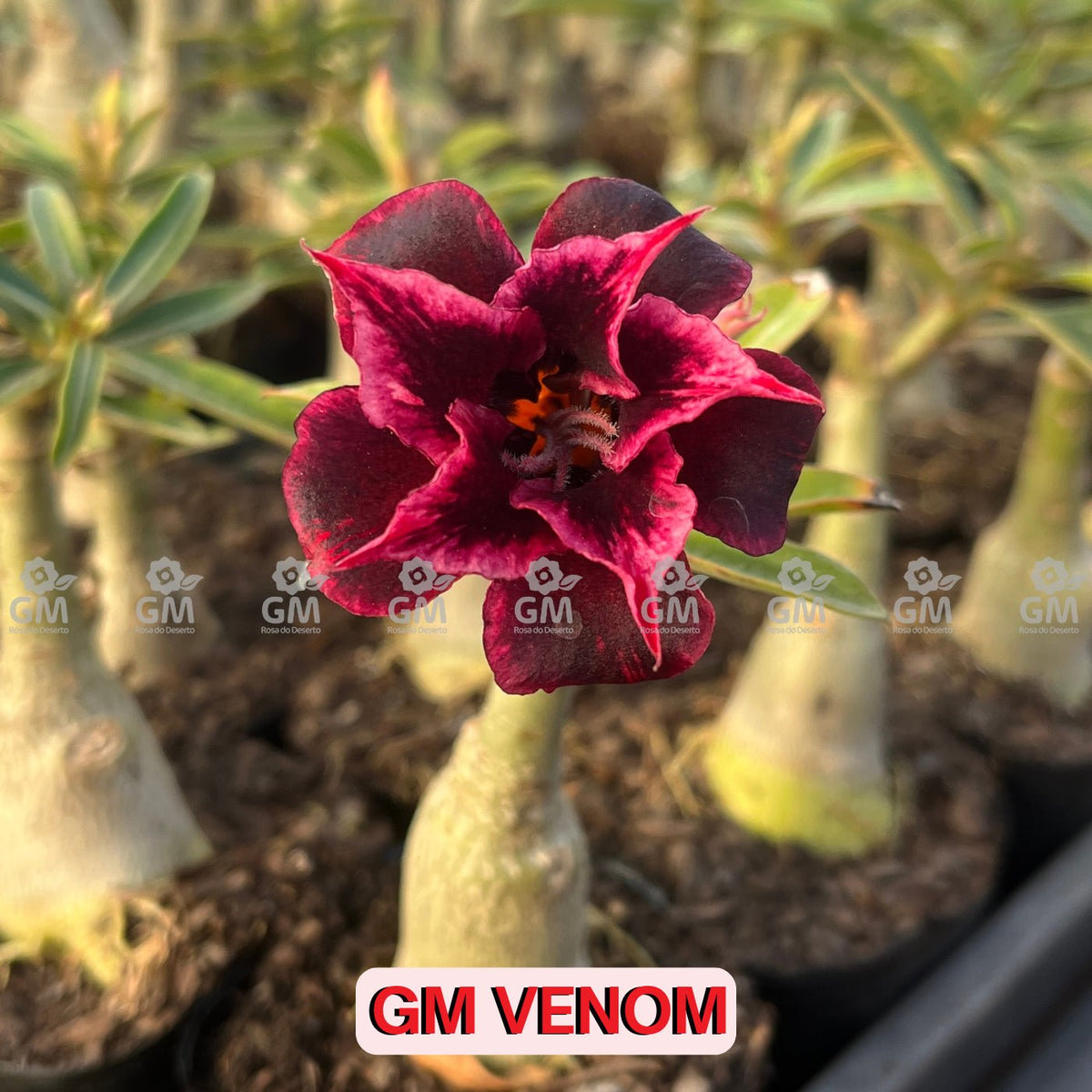 Rosa do Deserto - GM VENOM – Gm Rosa Do Deserto
